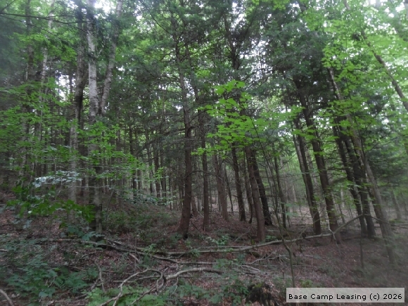 Chenango County New York Hunting Lease - Property #10620 | Base Camp Leasing