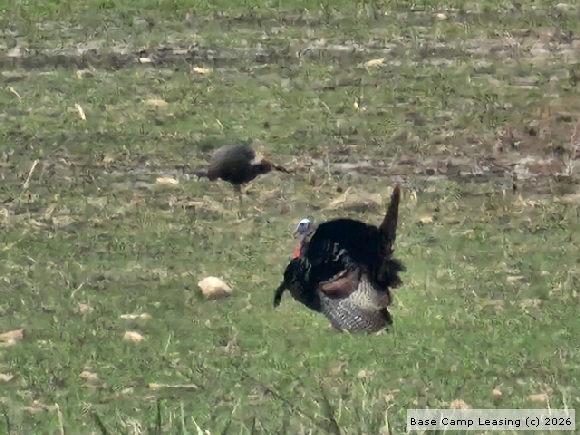 Monroe County New York Hunting Lease - Property #11008 | Base Camp Leasing