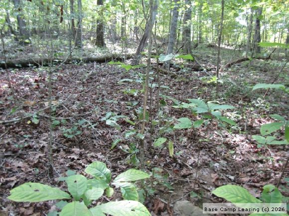 Wayne County Kentucky Hunting Lease - Property #11434 | Base Camp Leasing